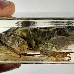 Real Frog in Clear Lucite Resin Paperweight 74mm Preserved Taxidermy ...