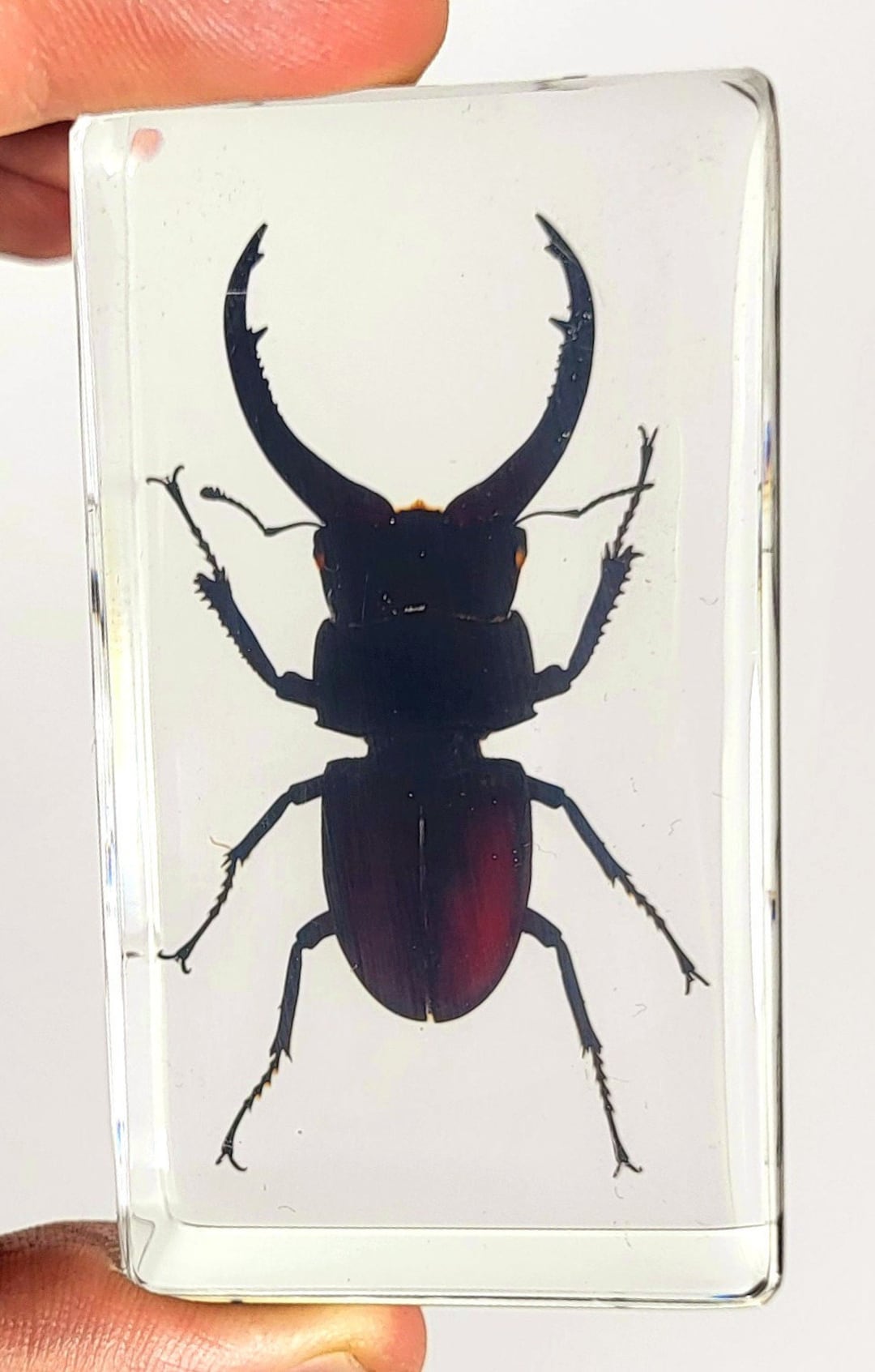 Real Stag Beetle Prosopocoilus Gracilis in Clear Lucite 72mm Preserved ...