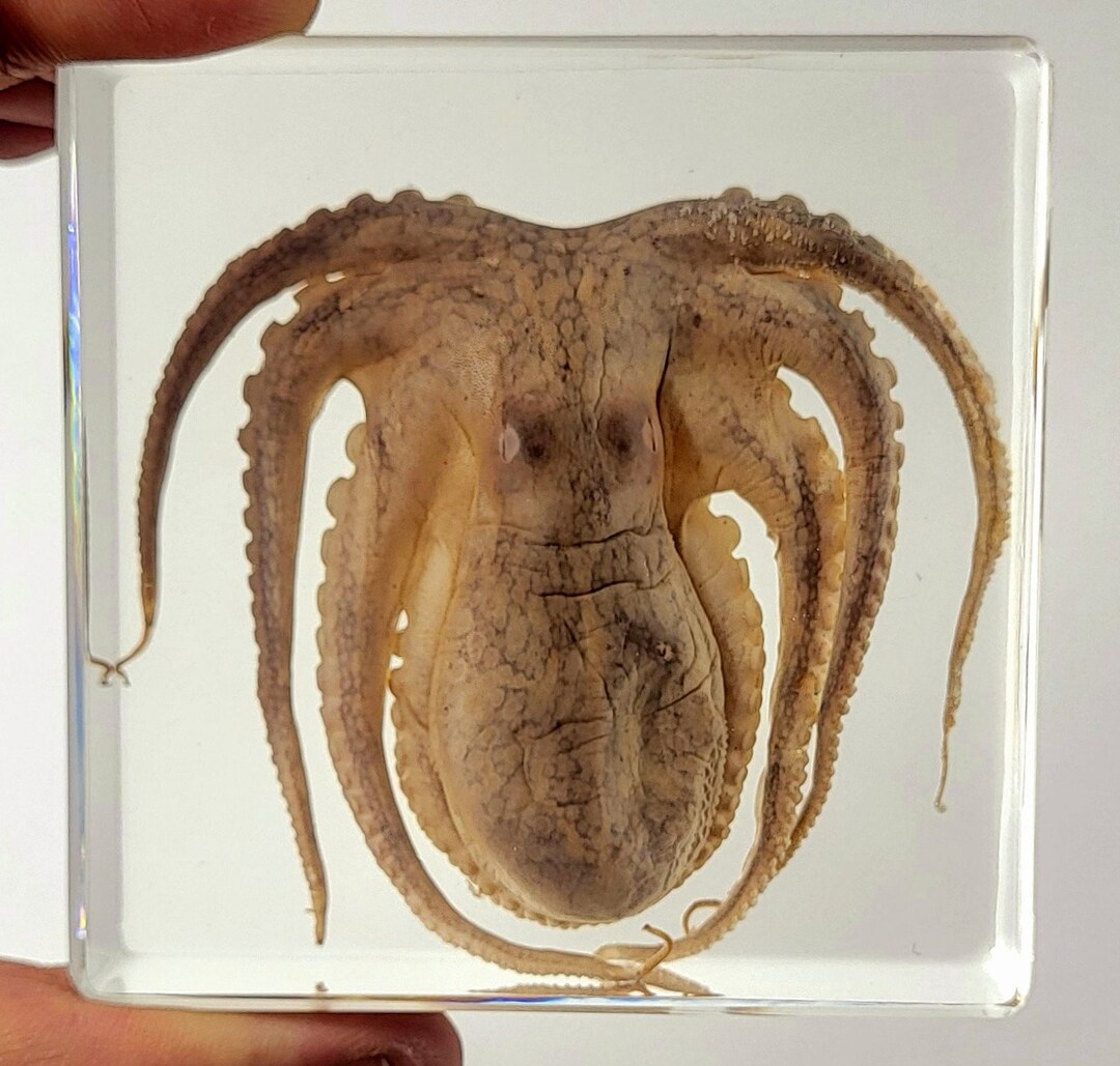 Real Octopus in Clear Lucite Resin 74mm Preserved Aquatic Mollusk ...