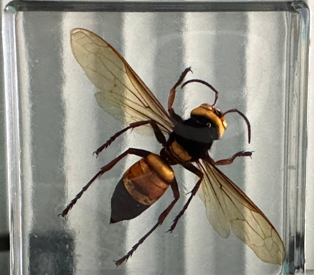 Real Asian Giant Hornet W/ Open Wings in Clear Lucite Resin 57mm ...
