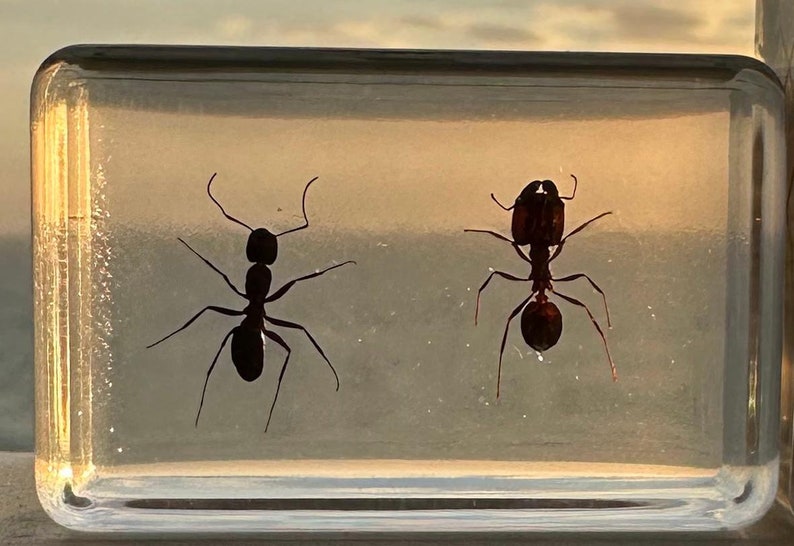 Real Weaver Ant & Red Giant Ant Pair in Clear Lucite Resin 44mm ...