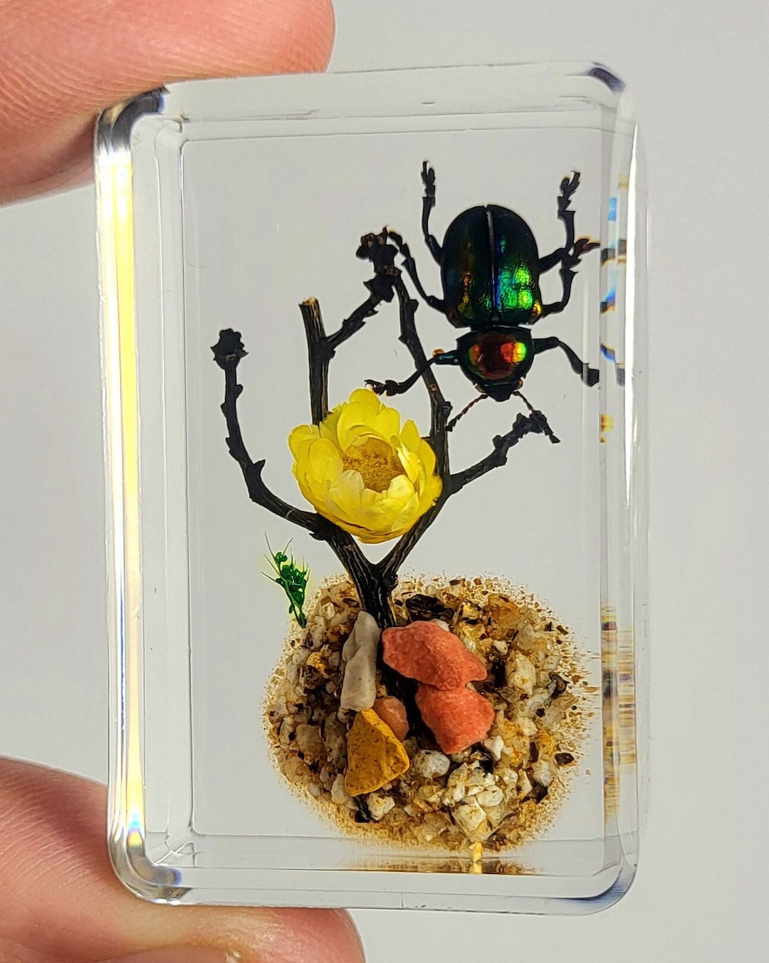 Real Shiny Dogbane Leaf Beetle on Brazil Star Flower in Clear Lucite ...