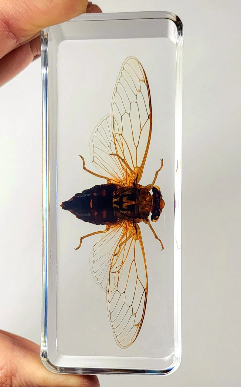 Real Cicada in Clear Lucite Resin, Real Cicada W/ Open Wings, Spotted ...