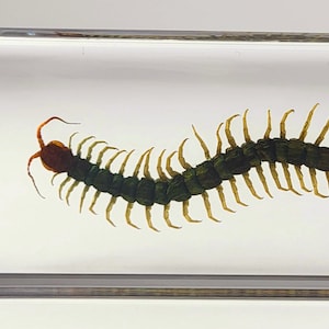 Real Black Green Centipede in Large 138mm Clear Lucite Paperweight ...