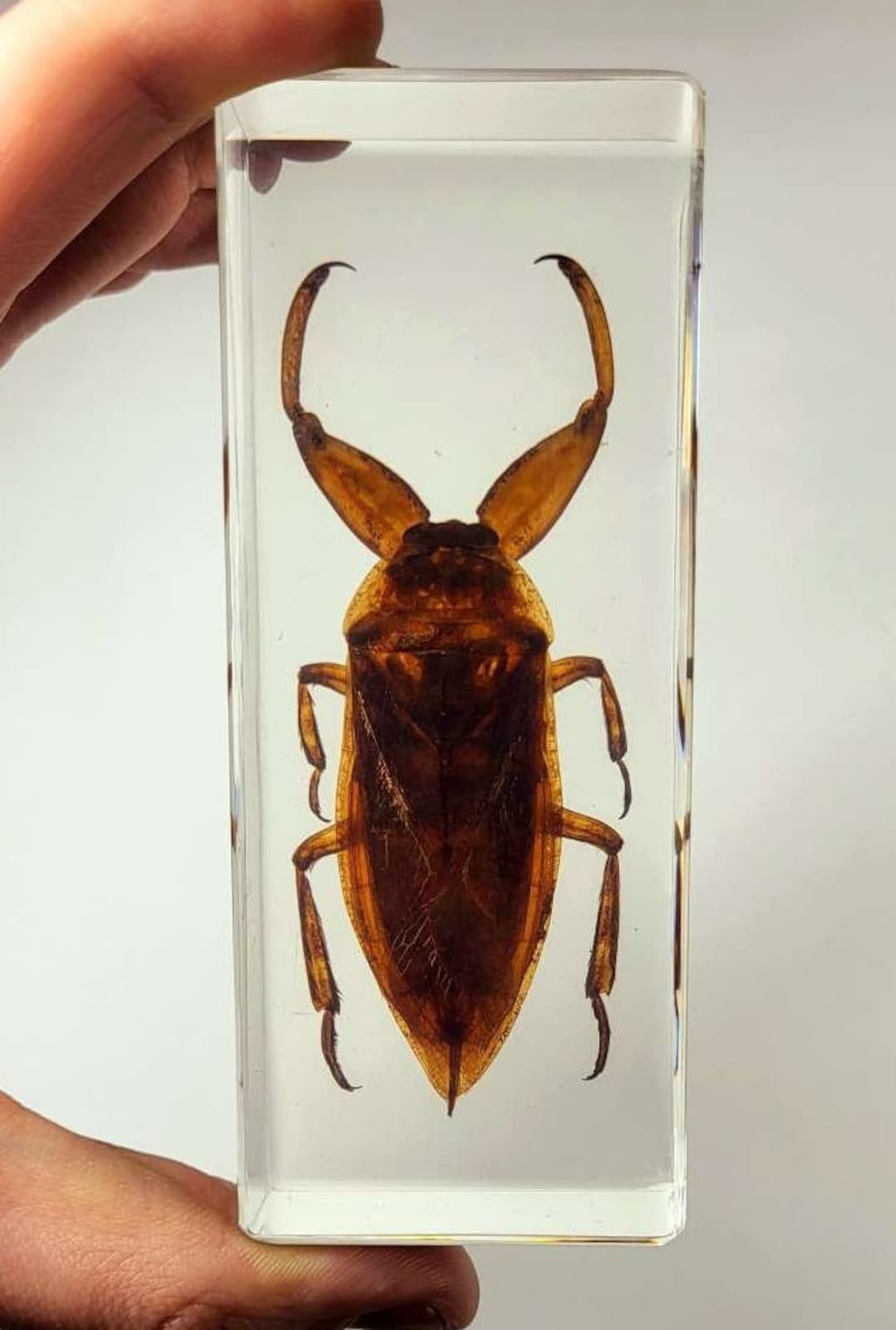Real Giant Asian Water Bug in Clear Lucite Resin 109mm Preserved ...