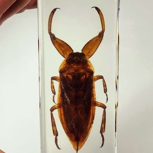 Real Giant Asian Water Bug in Clear Lucite Resin 109mm Preserved ...