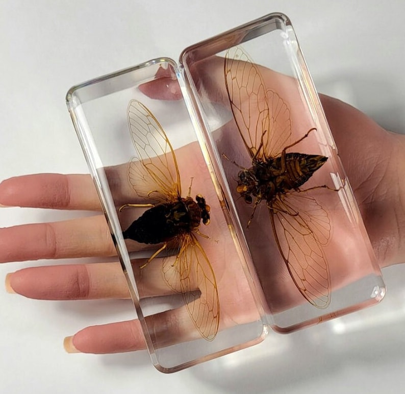 Real Cicada W/ Open Wings in Clear Lucite Resin Acrylic 110mm Preserved ...