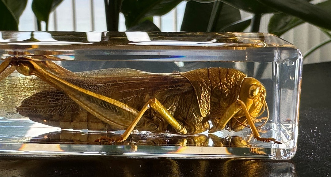 Large Real Golden Locust in Clear Lucite Resin 110mm Preserved ...