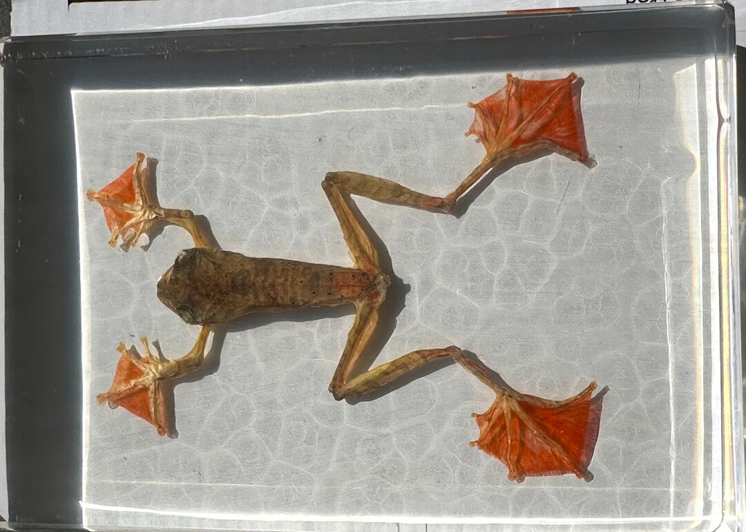 Real Harlequin Flying Frog in Crystal Clear Lucite Resin 135mm ...