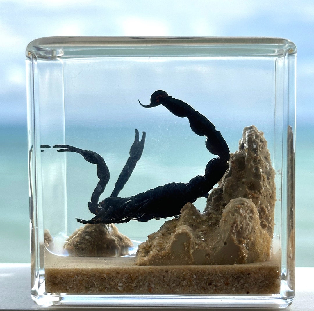 Real Black Scorpion on Sand in Clear Lucite Resin Diorama 50mm ...