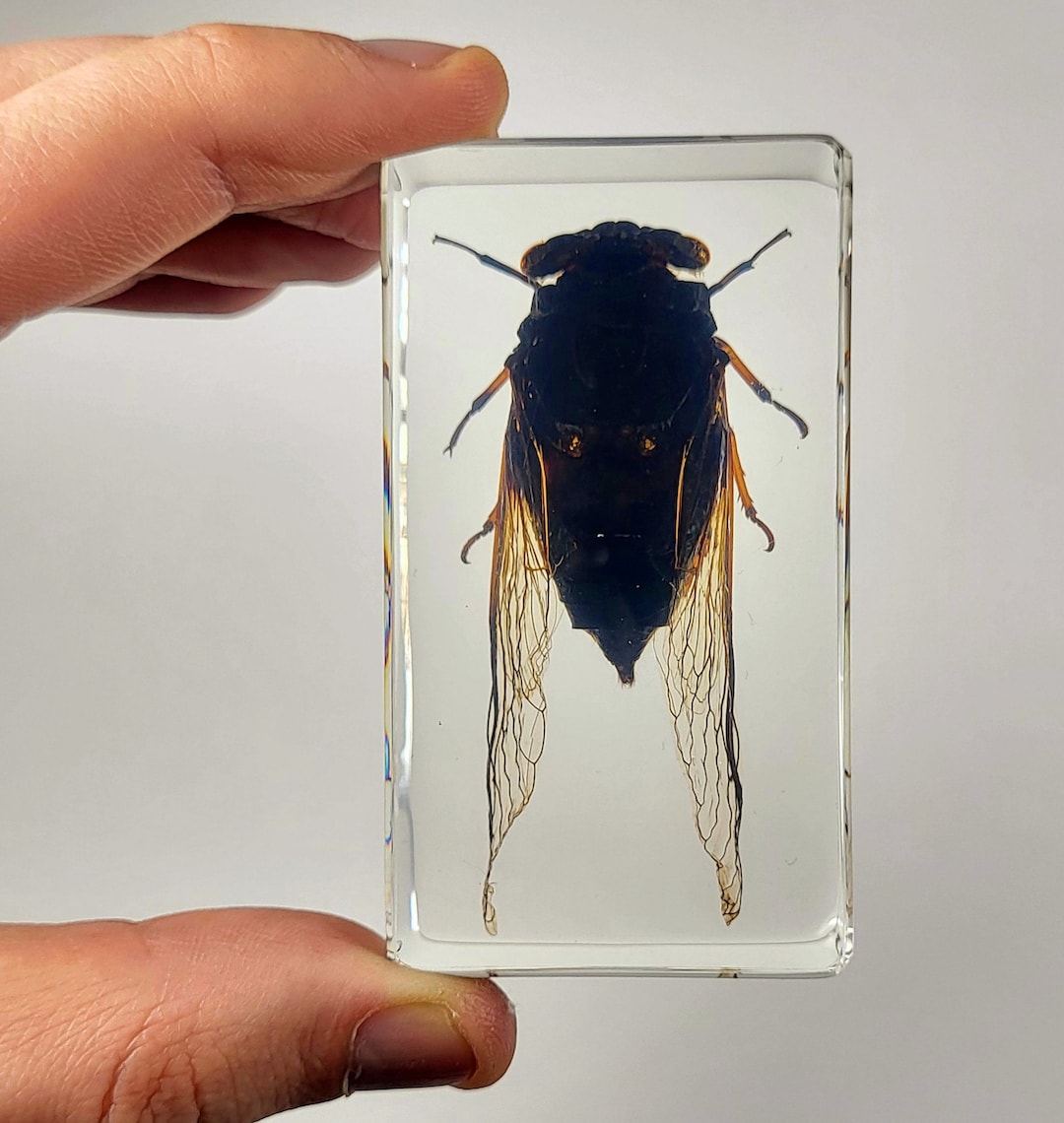 Real Cicada W/ Clear Wings in Clear Lucite Resin 72mm Paperweight ...