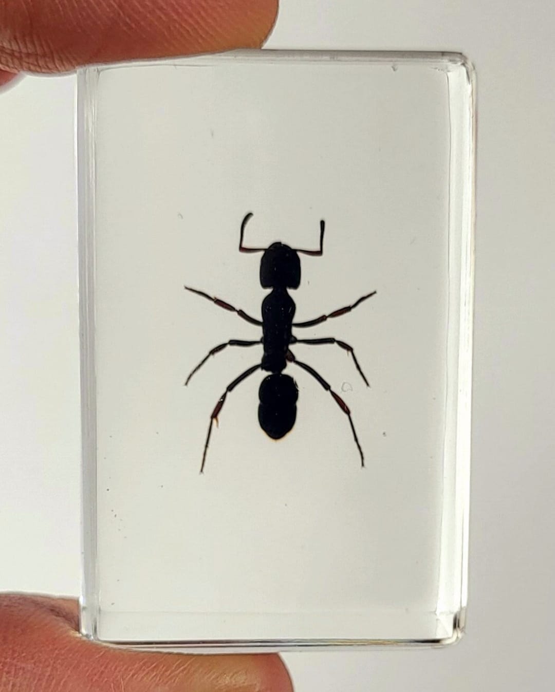 Real Tropical Giant Ant in Clear Lucite Resin 44mm Preserved Insect ...