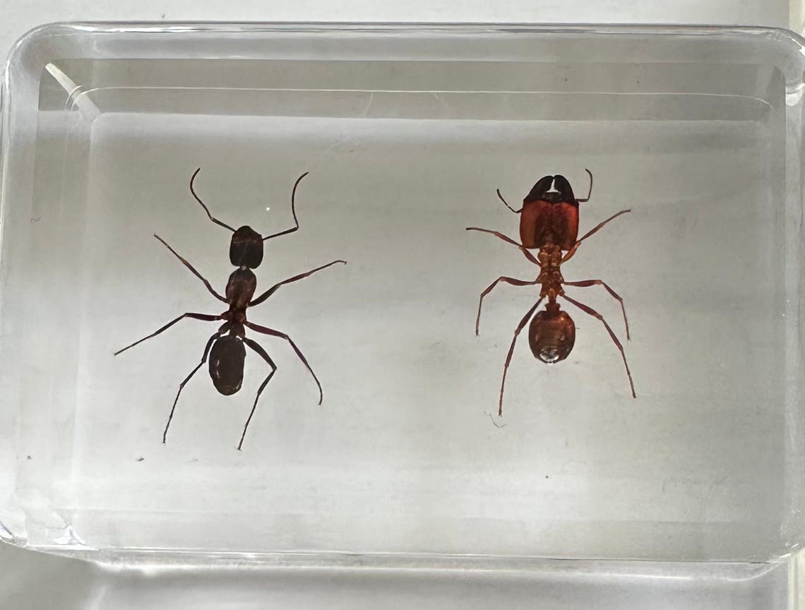 Real Weaver Ant & Red Giant Ant Pair in Clear Lucite Resin 44mm ...