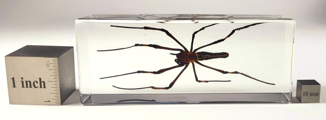 Real Giant Golden Orb Weaver Spider in Clear Lucite Resin 109mm ...