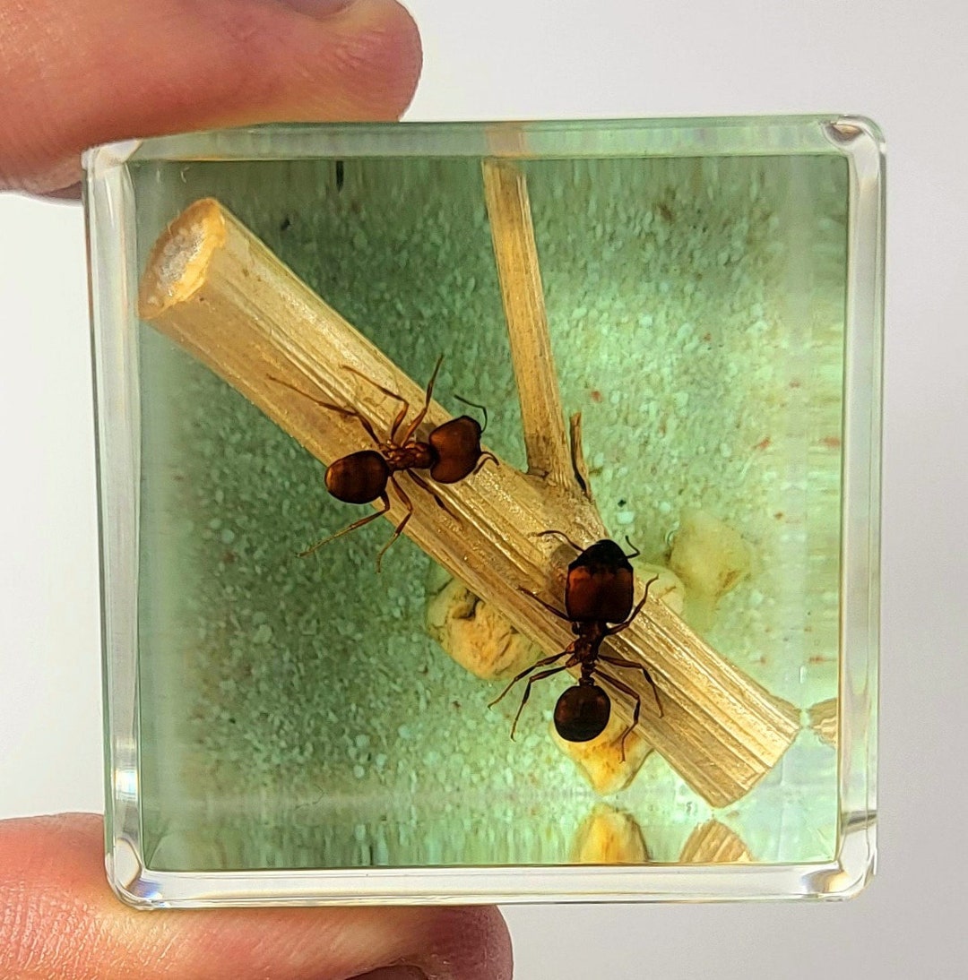 Real Pair Ants W/ Decoration in Clear Lucite Resin 40mm Cube Diorama ...