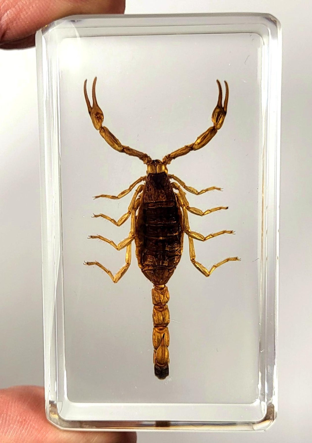 Real Golden Scorpion in Clear Lucite Resin Paperweight 73mm Preserved ...
