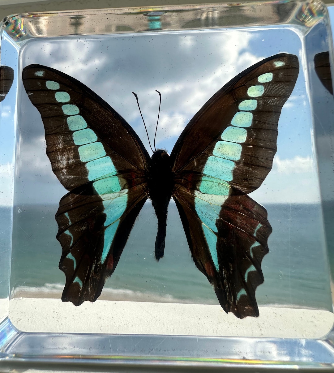 Real Bluebottle Butterfly in Clear Lucite Resin 75mm Preserved ...