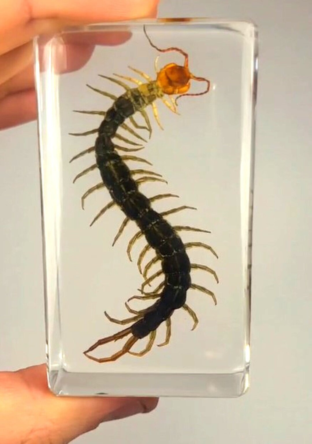 Real Black Centipede in Clear Lucite Resin 73mm Preserved Insect ...