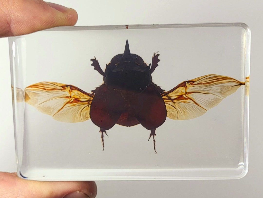 Real Dung Beetle W/ Open Wings in Clear Lucite Resin Paperweight 87mm ...