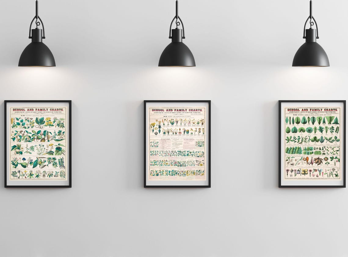 Plant Anatomy Botanical Posters Set of 3 | Botanical Wall Chart ...
