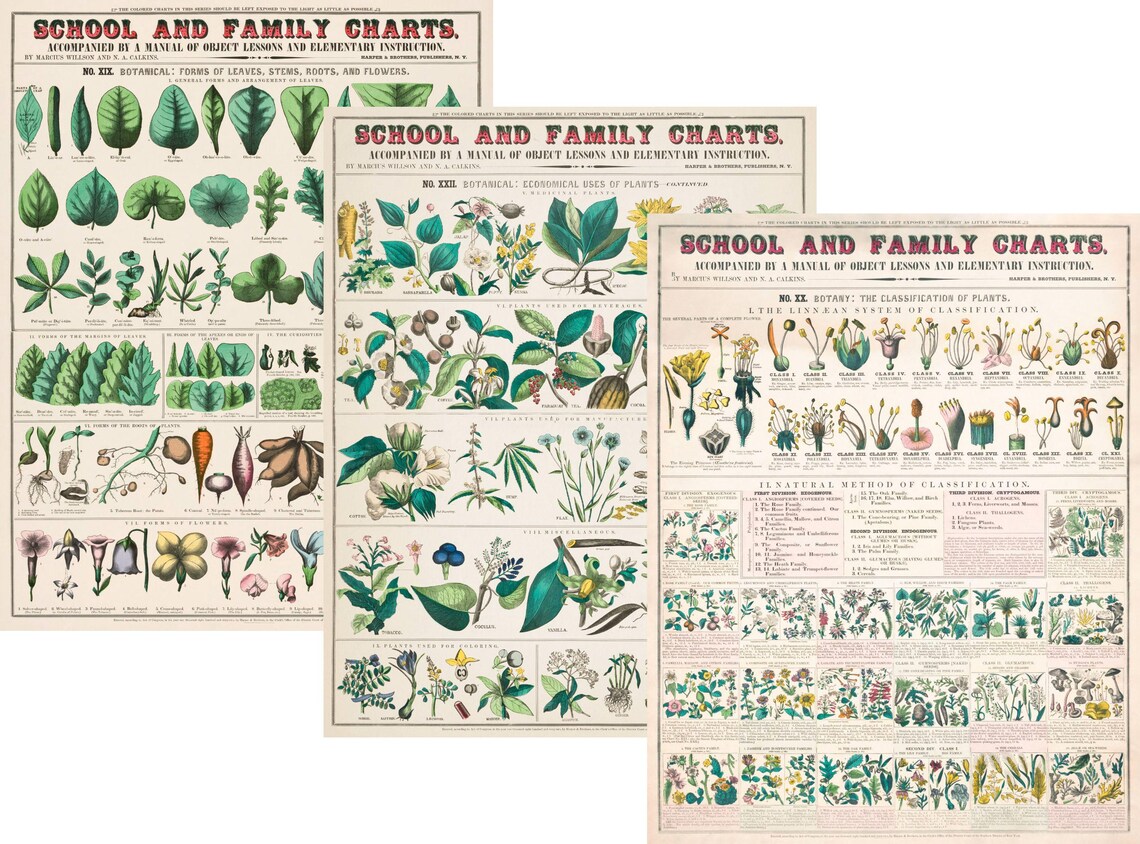 Plant Anatomy Botanical Posters Set of 3 | Botanical Wall Chart ...
