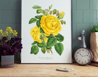 Vintage Yellow Rose Illustration Digital Download, Instant Download ...
