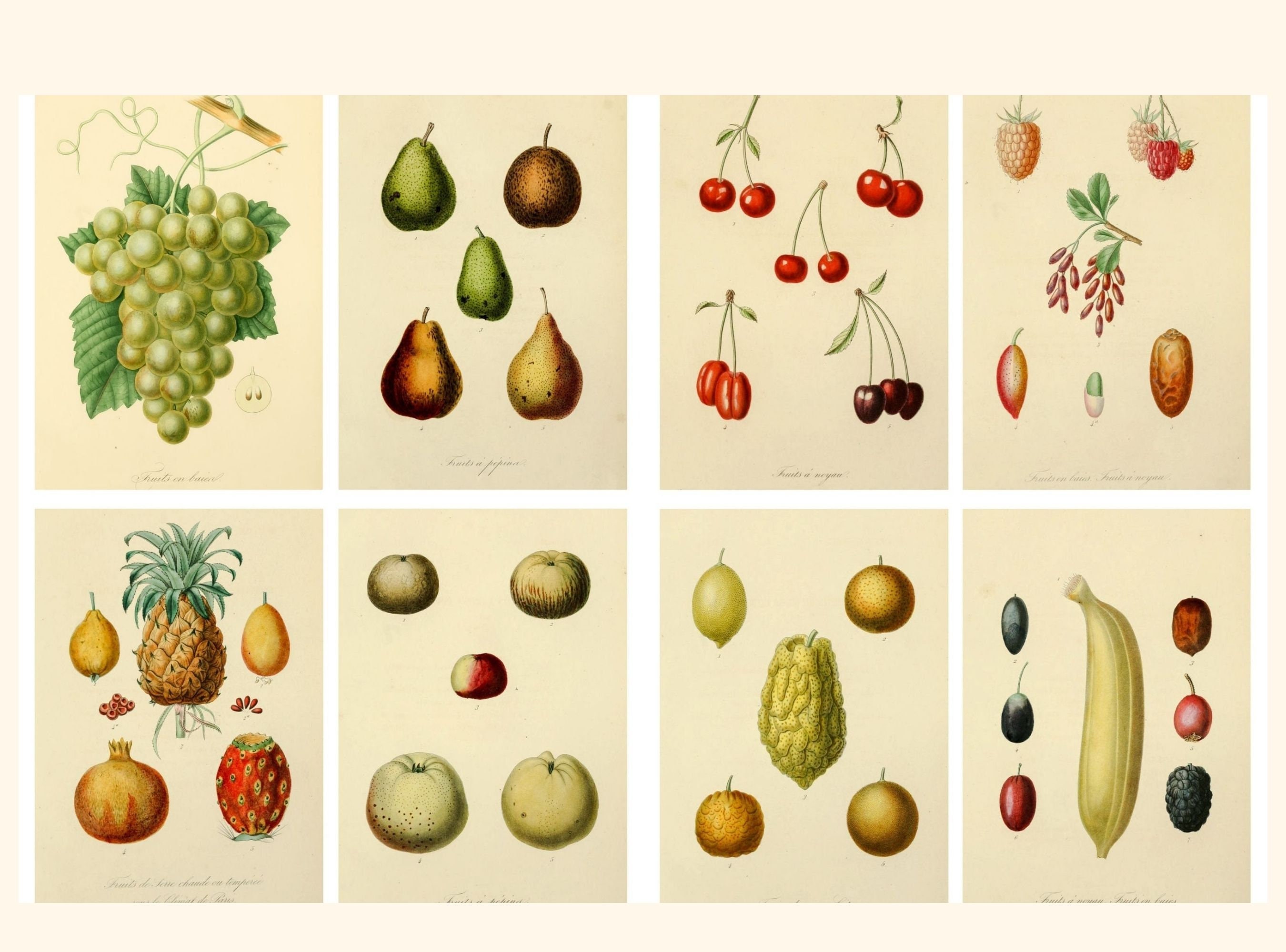 Fruit Notecards Printable | Vintage Gardening Postcards - Etsy