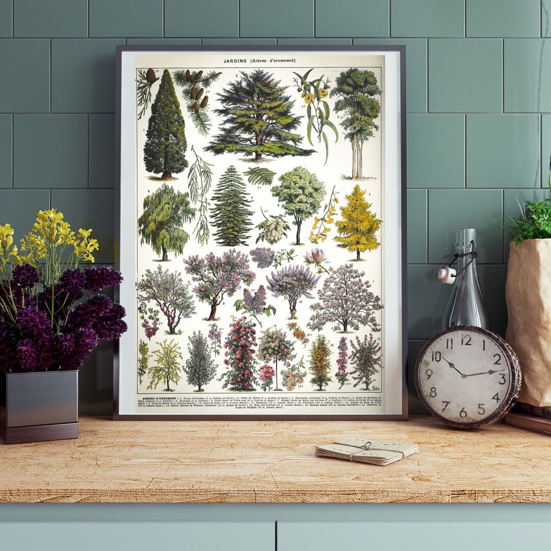 Antique Tree Poster | Vintage Tree Poster | Larousse - Etsy