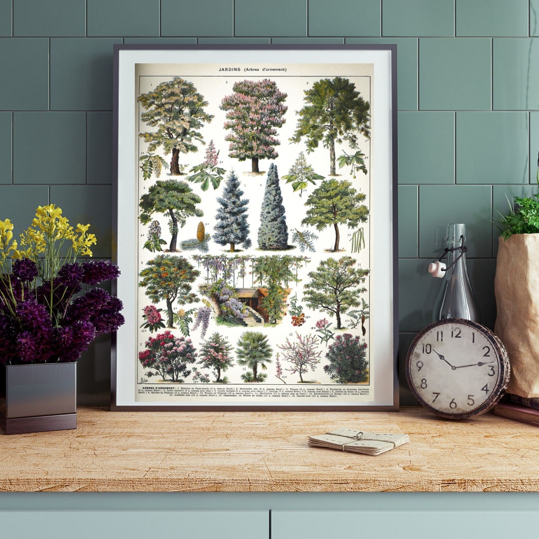 Larousse | Vintage Tree Poster | Antique Tree Poster - Etsy