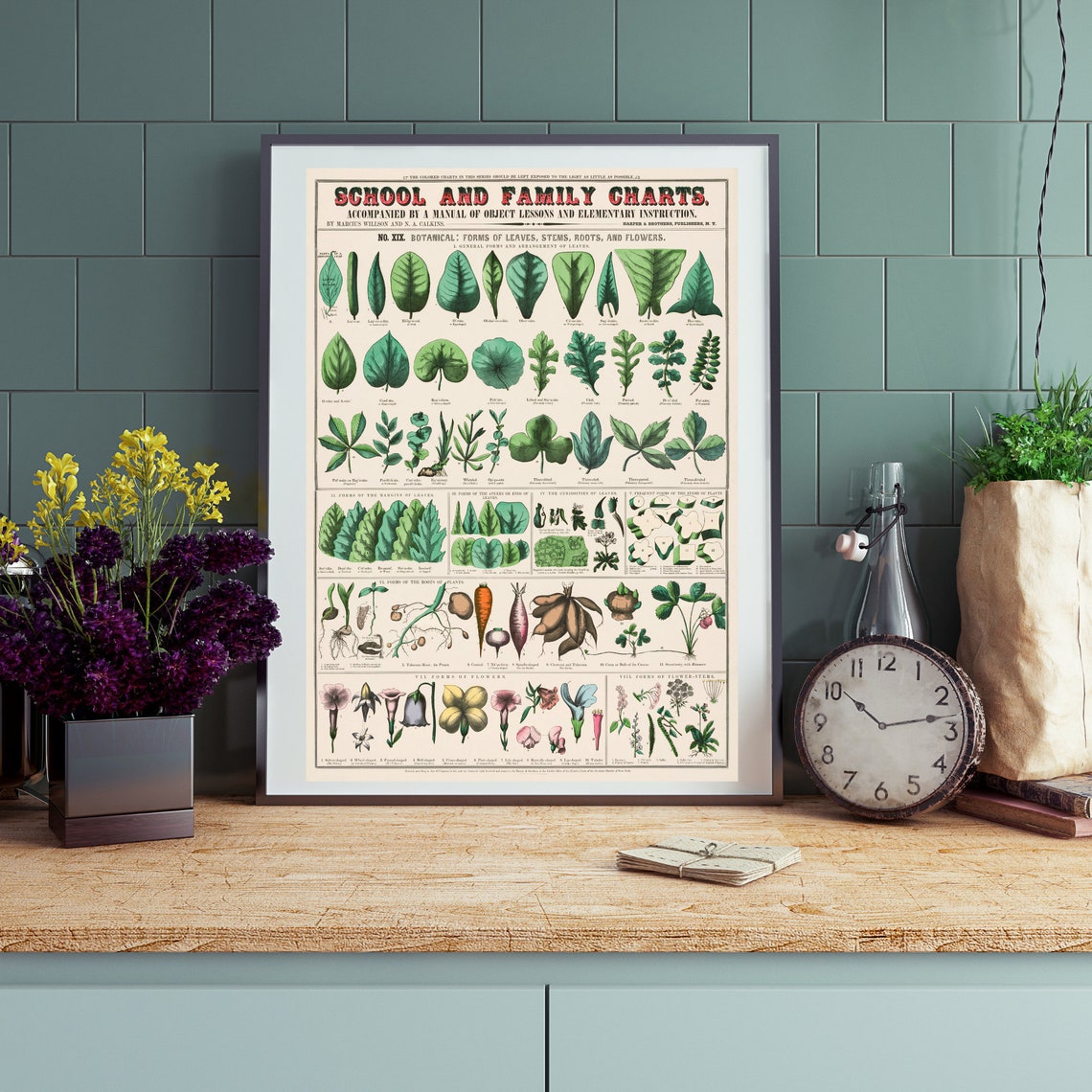 Plant Anatomy Botanical Posters Set of 3 | Botanical Wall Chart ...
