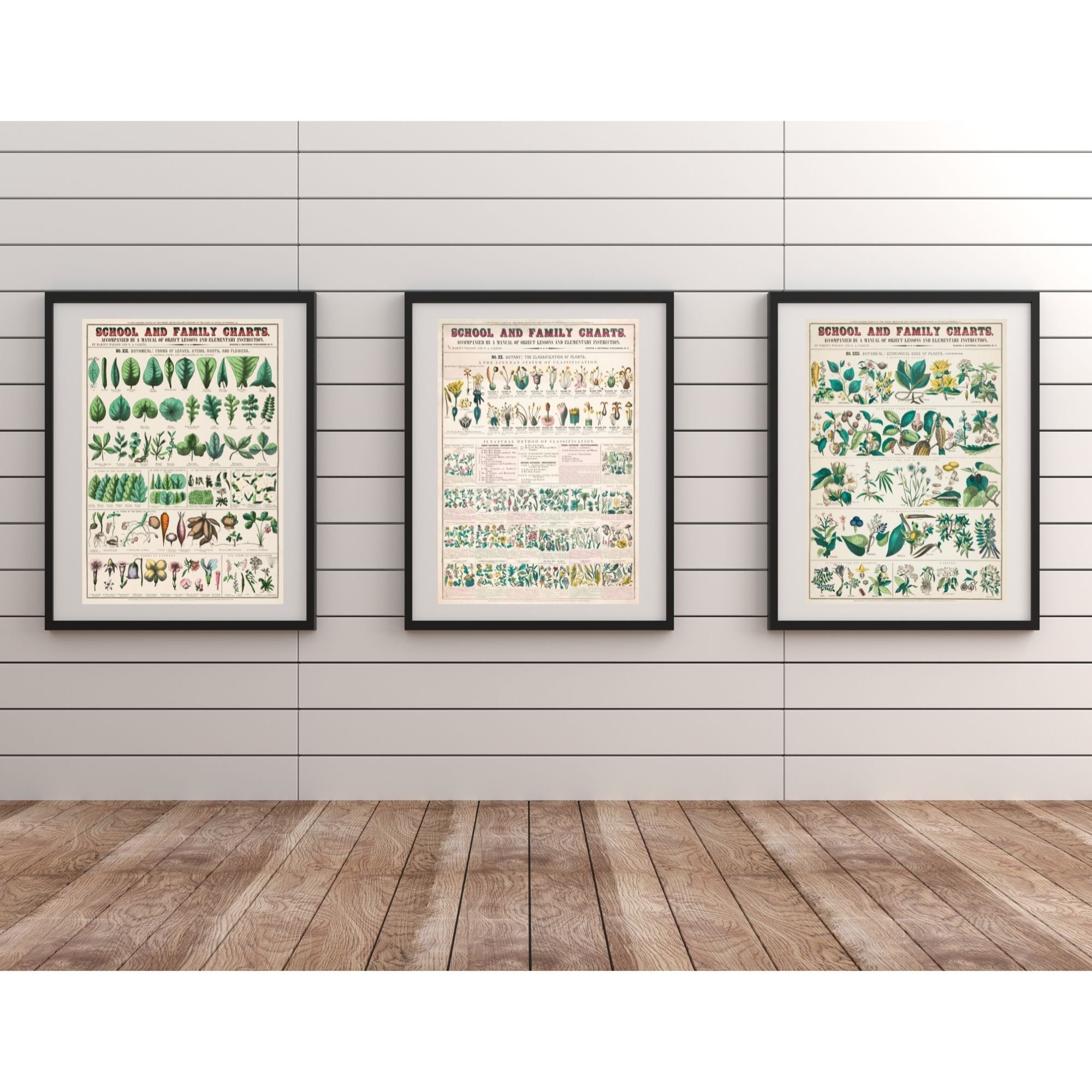 Vintage Botany Poster Vintage Educational Poster Plant - Etsy UK