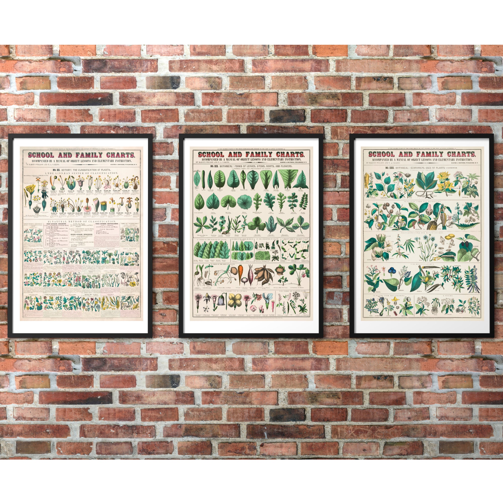 Plant Anatomy Botanical Poster Educational Poster Botany Print ...