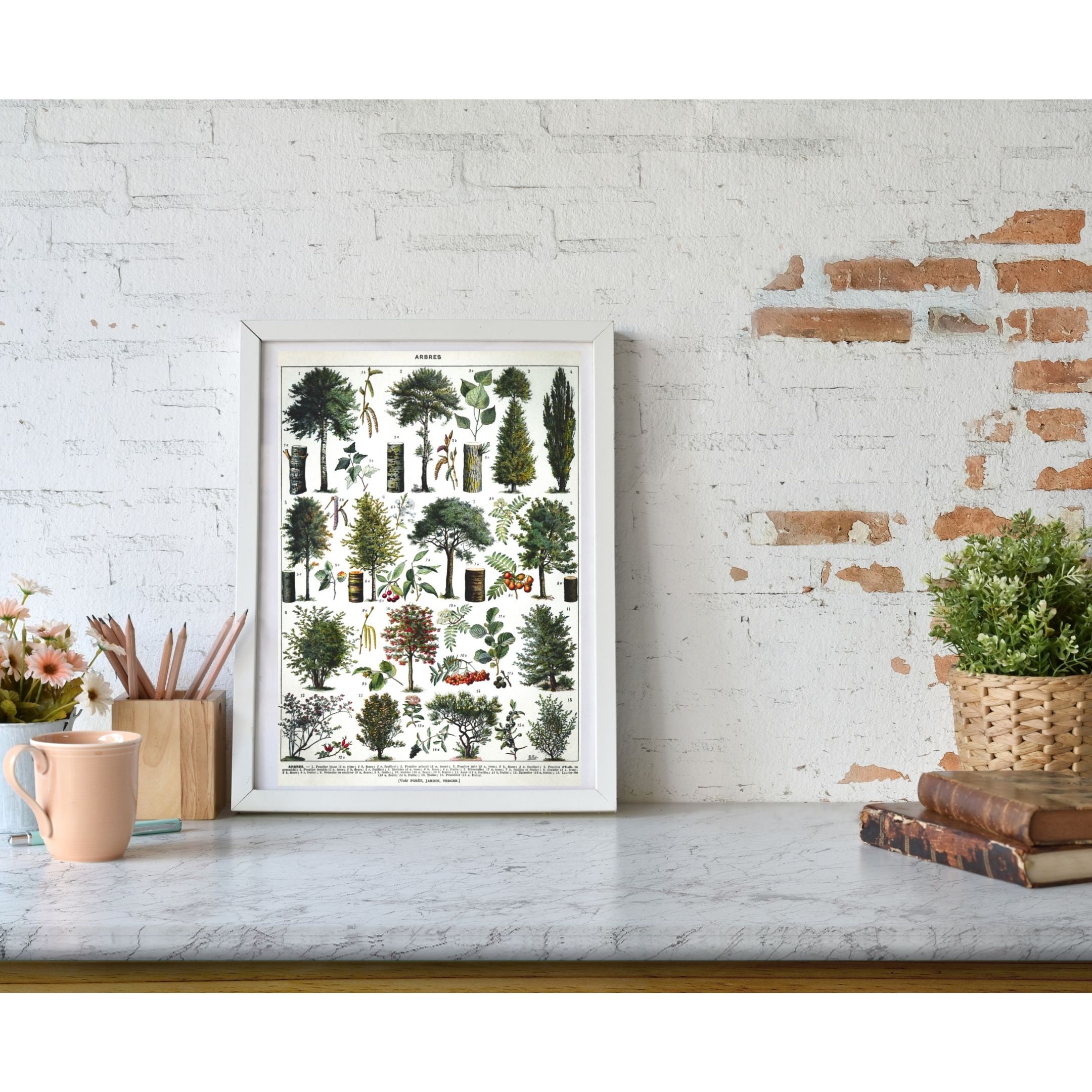Vintage Tree Poster Larousse Tree Types - Etsy