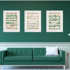Plant Anatomy Botanical Posters Set of 3 | Botanical Wall Chart ...
