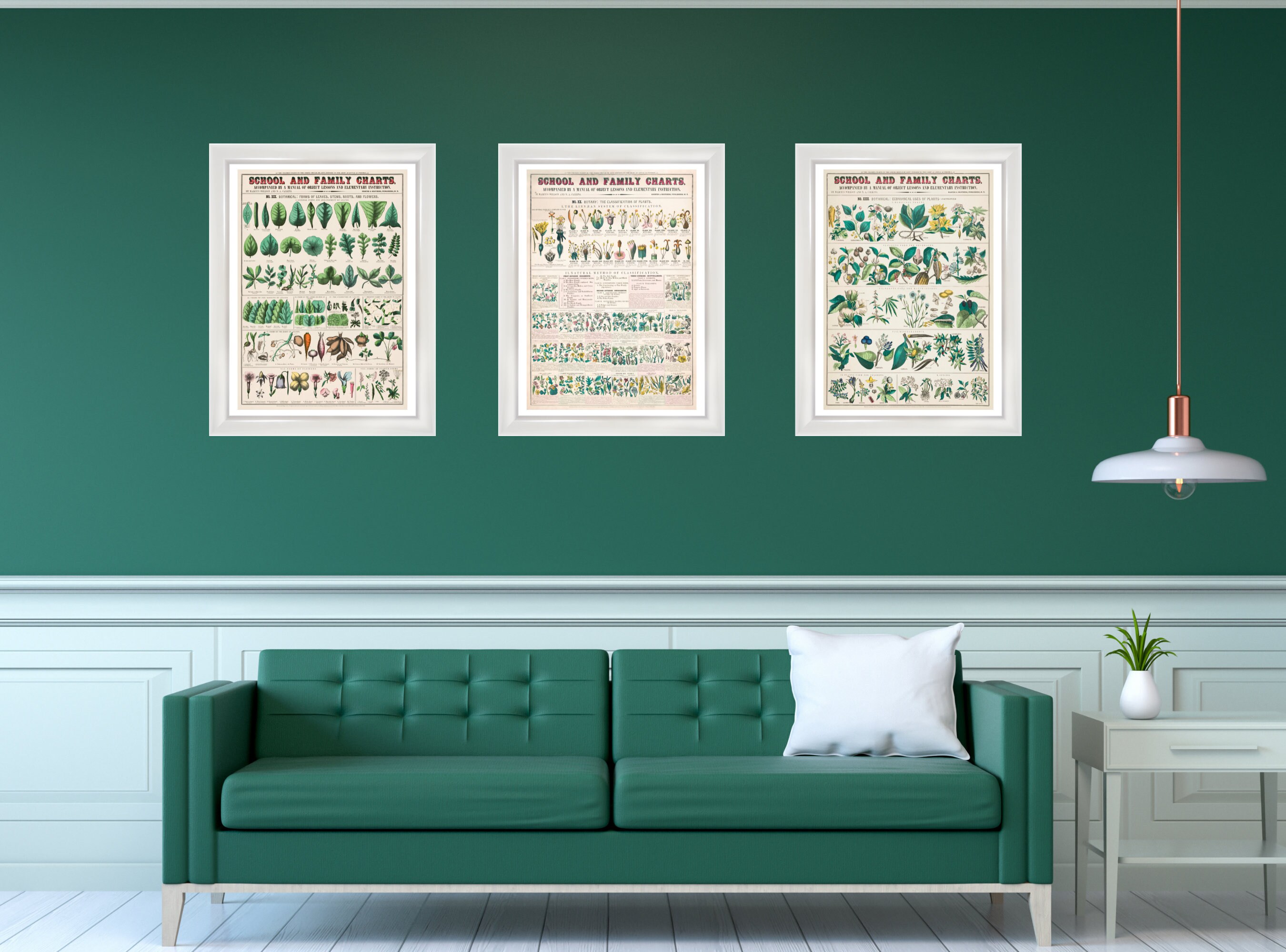 Plant Anatomy Botanical Posters Set of 3 | Botanical Wall Chart ...