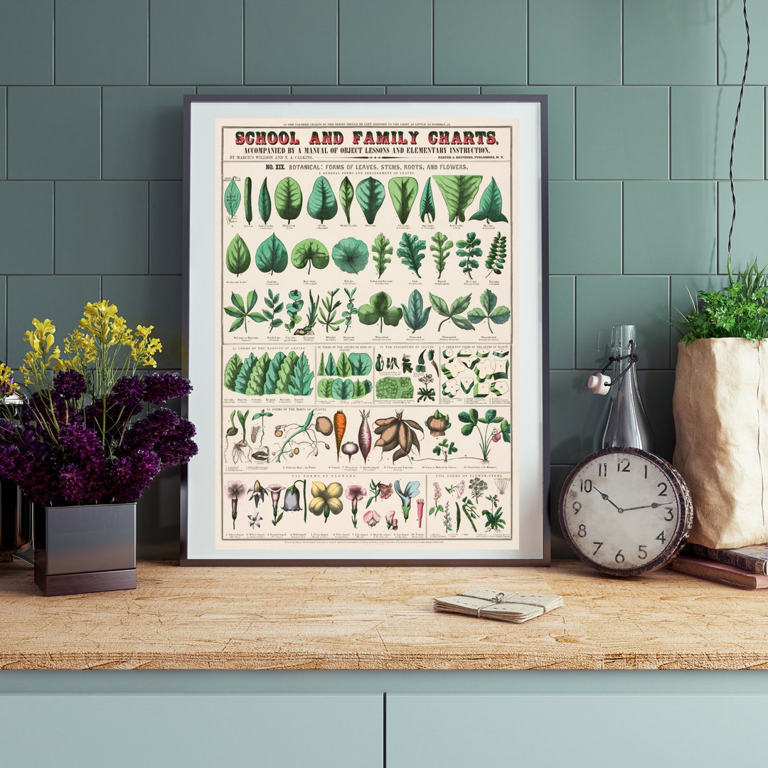 Plant Anatomy Botanical Poster | Educational Poster | Botany Print ...