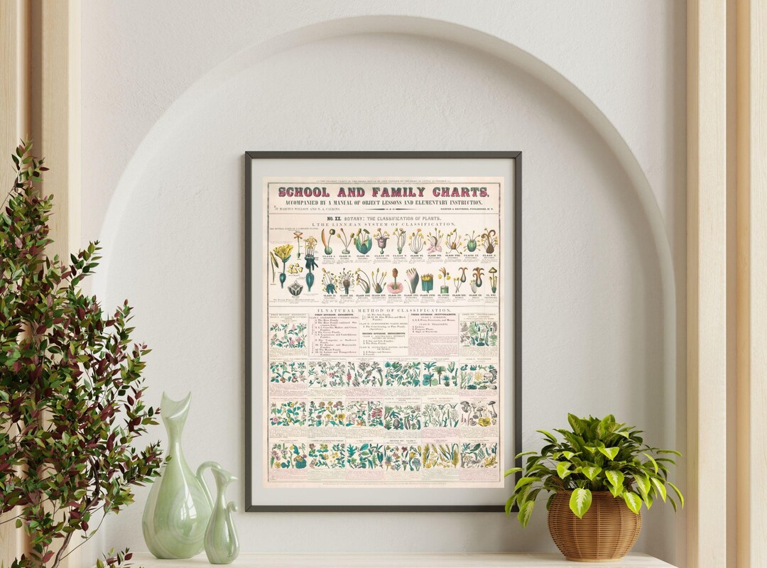 Classification of Plants Chart | Plant Anatomy Botanical Poster ...