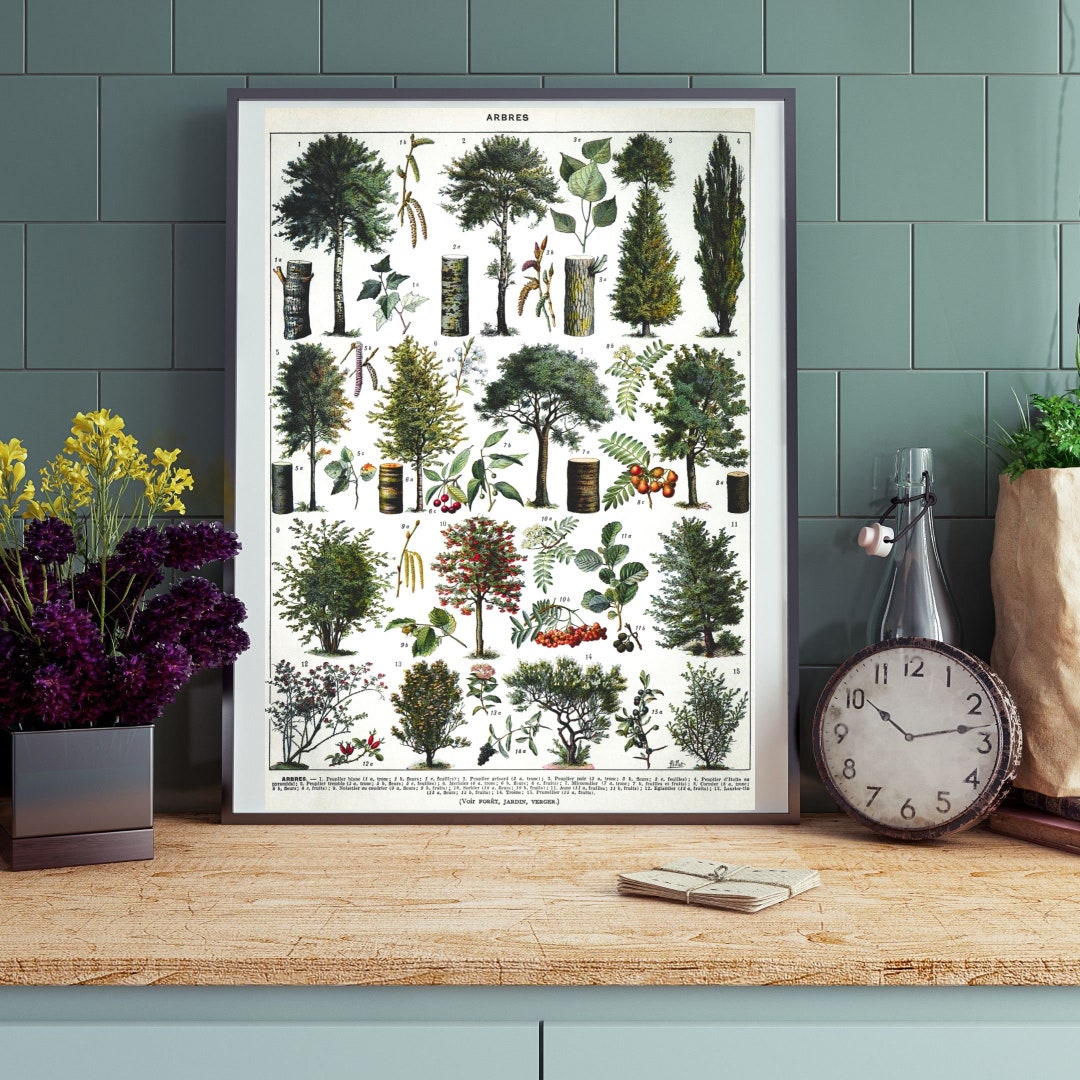 Vintage Tree Poster | Larousse | Tree Types - Etsy