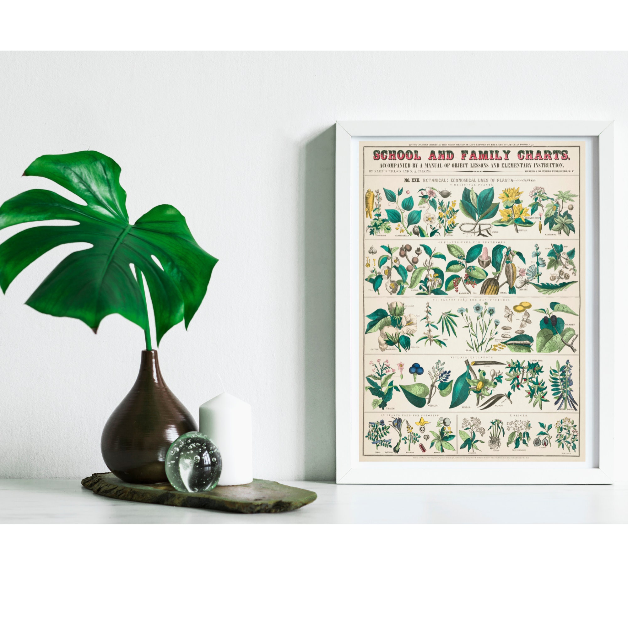 Vintage Botany Poster Vintage Educational Poster Plant - Etsy UK