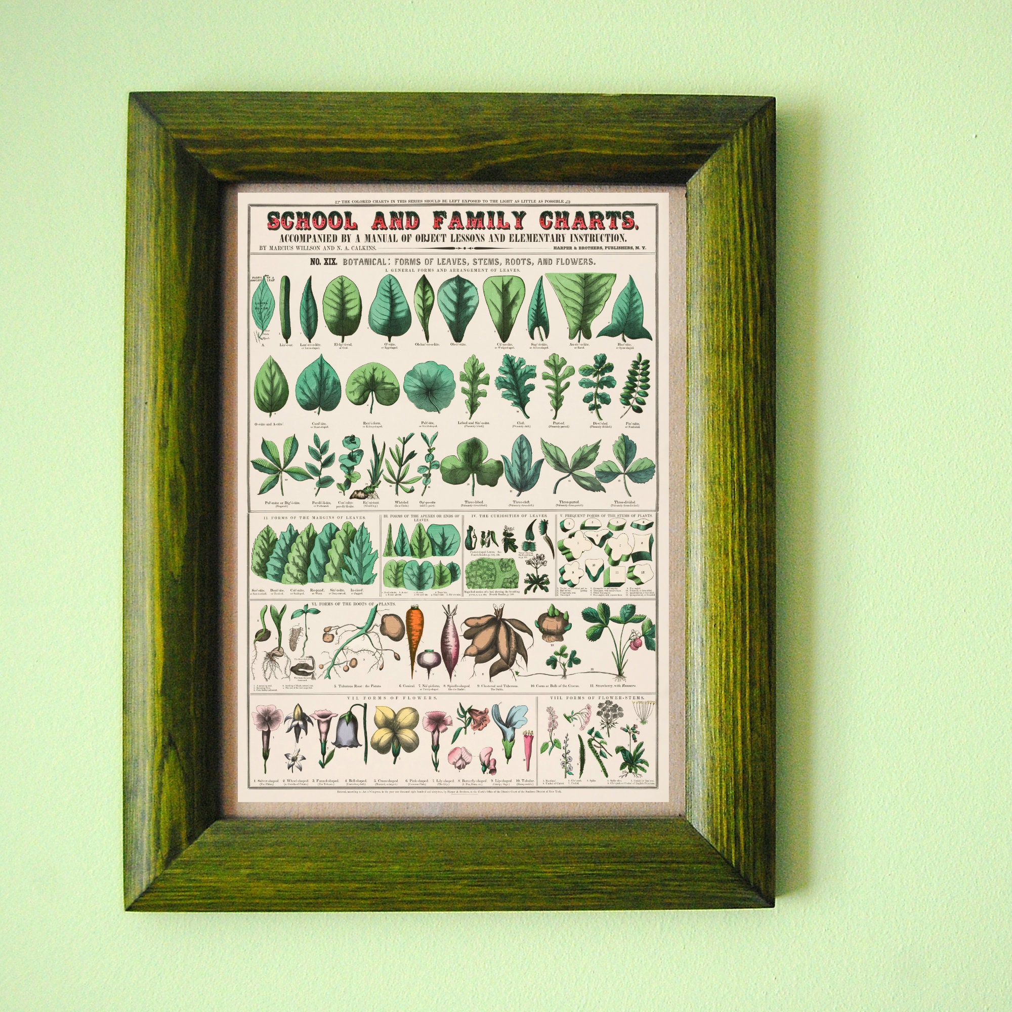 Plant Anatomy Botanical Poster | Educational Poster | Botany Print ...