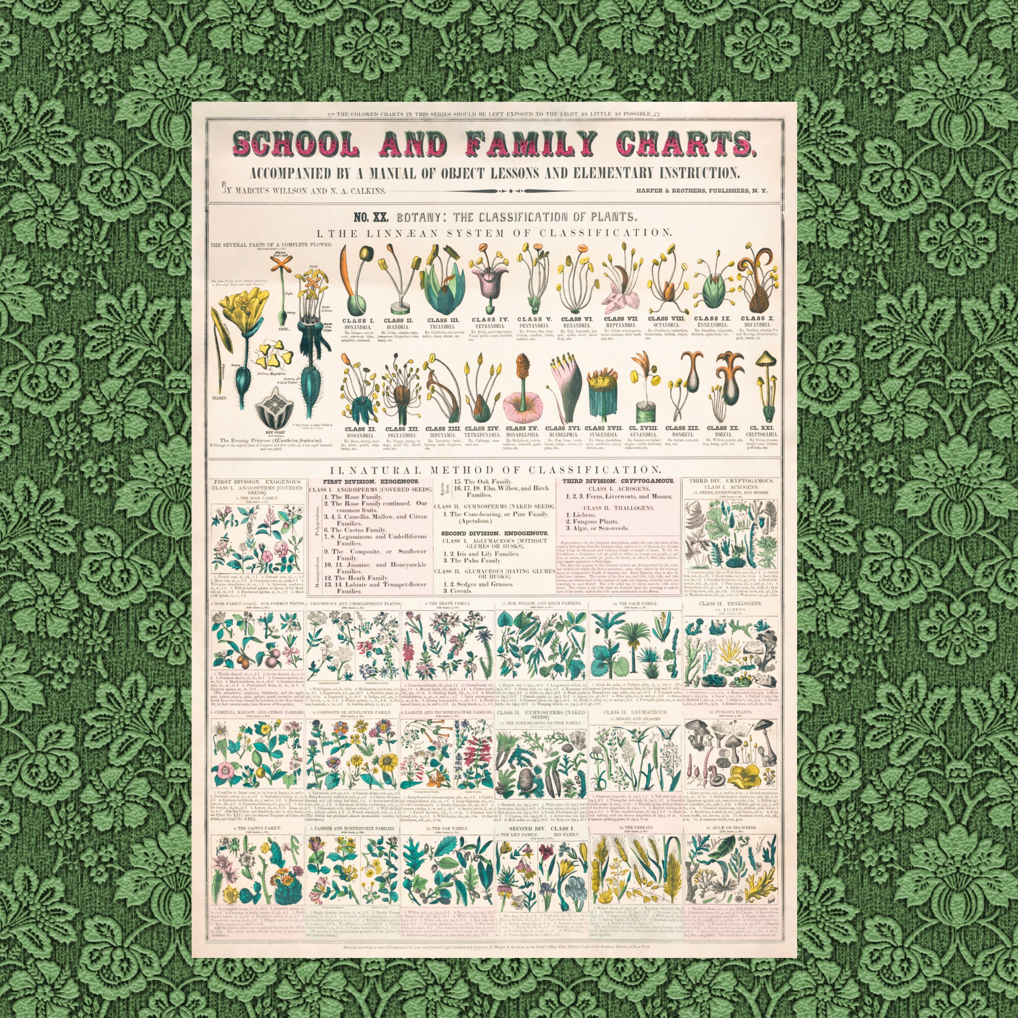 Botany Poster Education Poster Plant Anatomy - Etsy