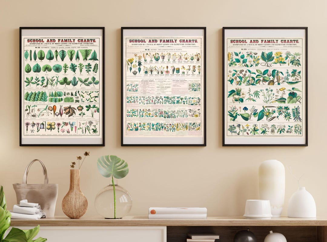 Plant Anatomy Botanical Posters Set of 3 | Botanical Wall Chart ...