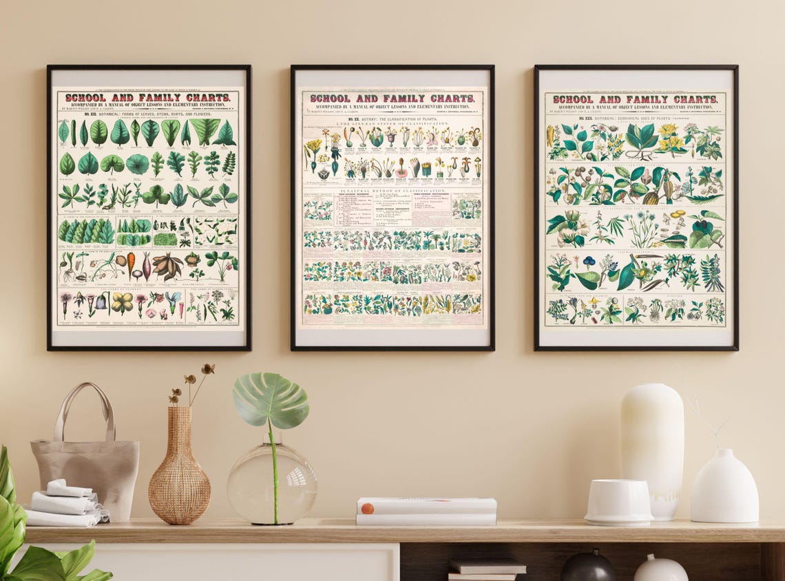 Plant Anatomy Botanical Posters Set of 3 | Botanical Wall Chart ...