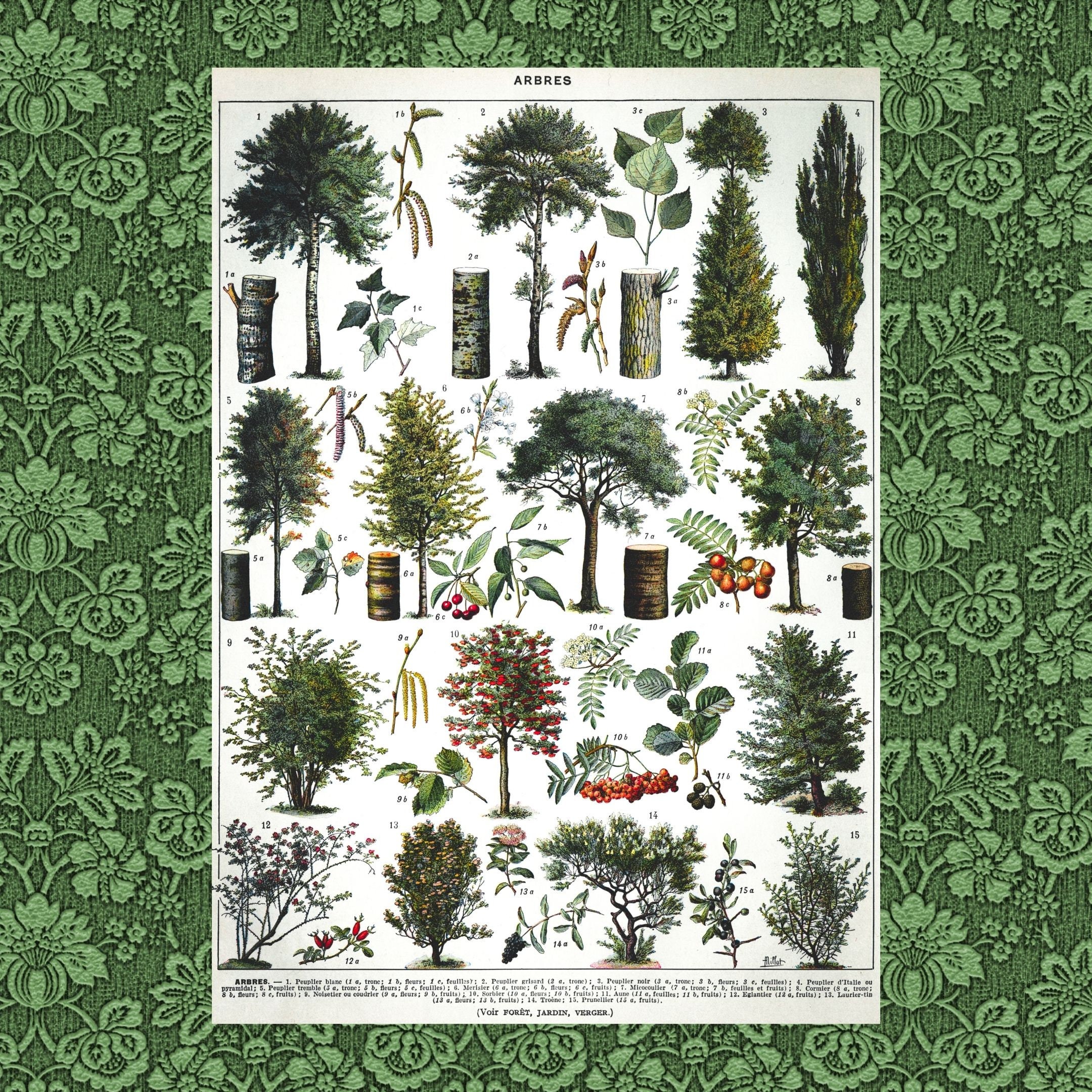 Vintage Tree Poster Larousse Tree Types - Etsy