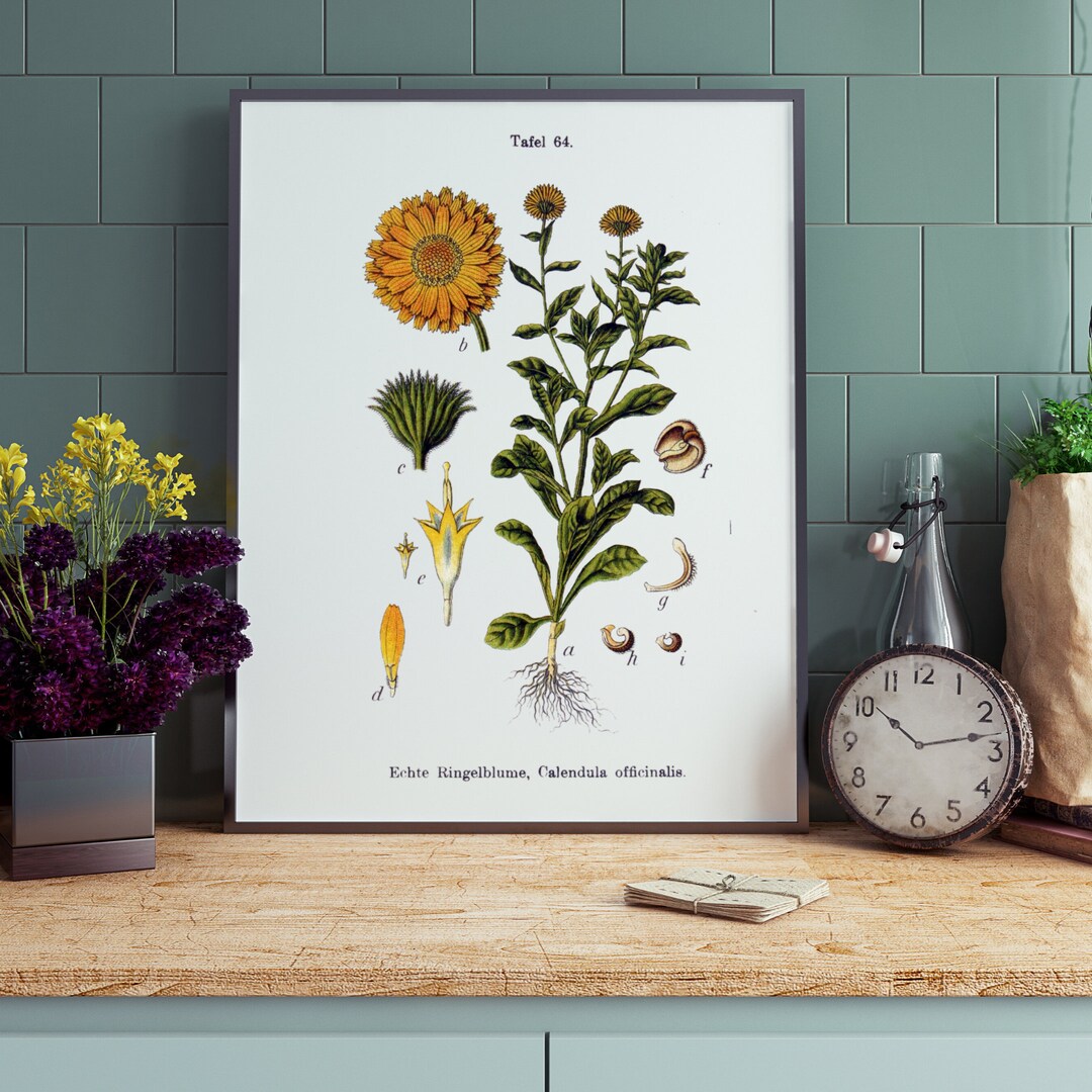 Vintage Botanical Printable | Calendula Print - Etsy