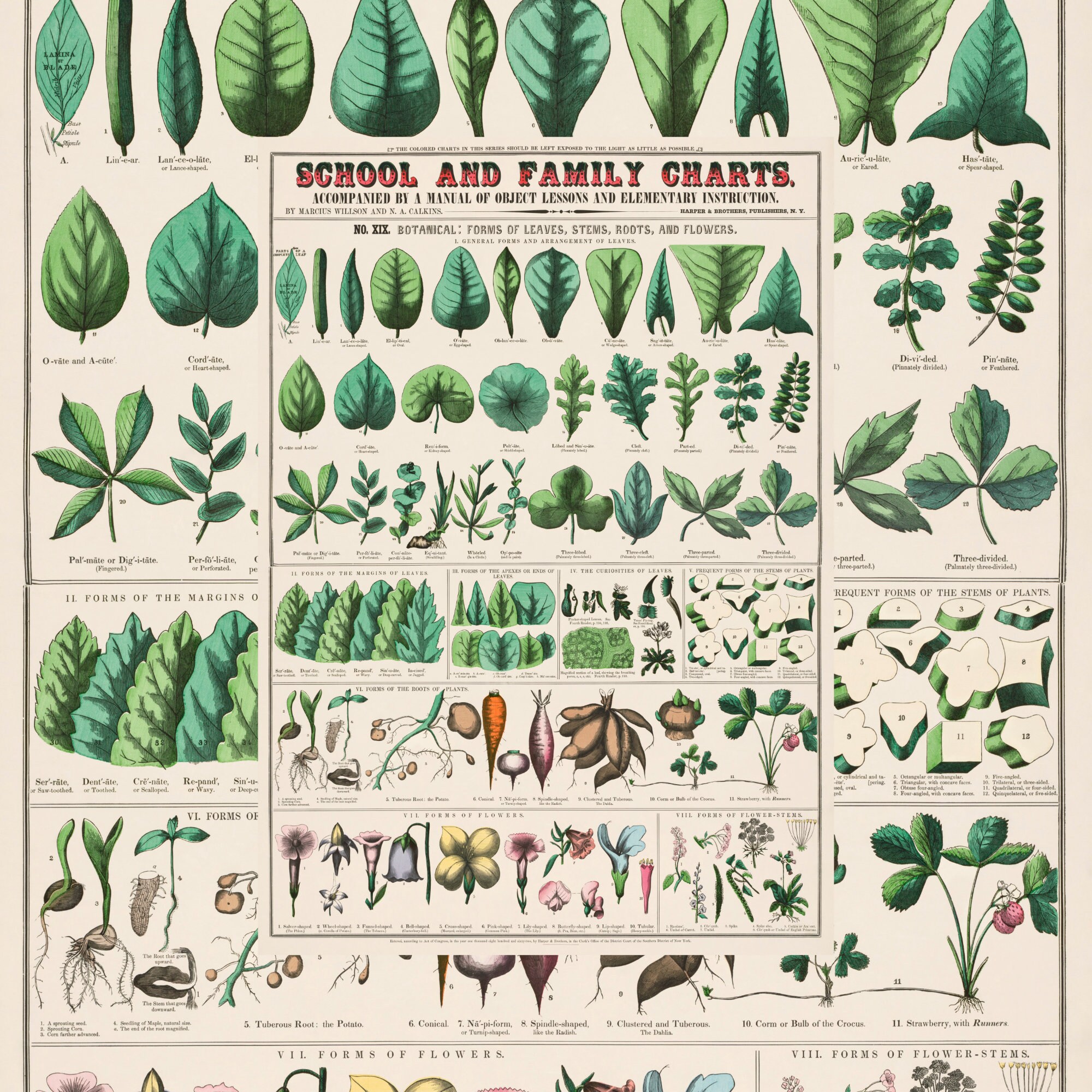 Plant Anatomy Botanical Poster Educational Poster Botany | Etsy