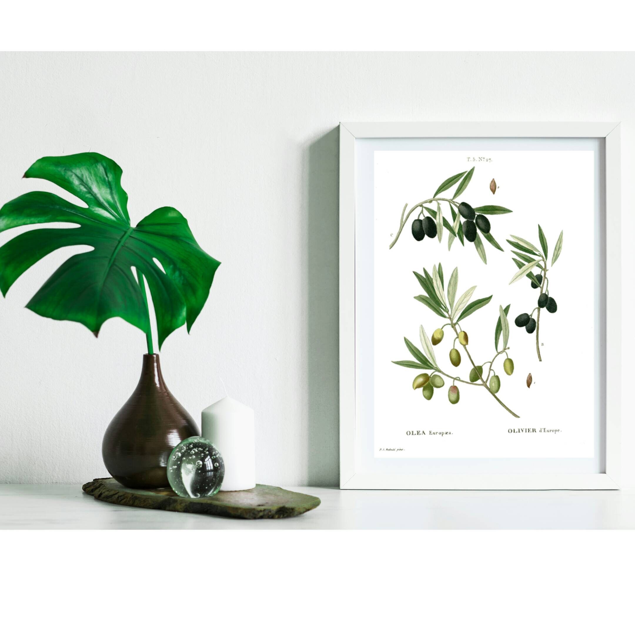Olive Tree Print | Vintage Botanical Printable - Etsy