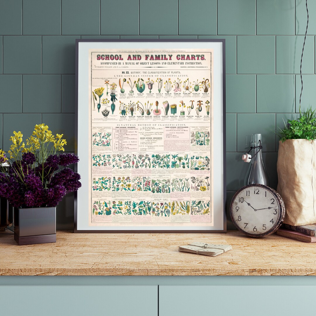 Botany Poster | Education Poster | Plant Anatomy - Etsy
