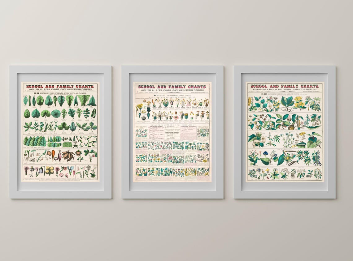Plant Anatomy Botanical Posters Set of 3 | Botanical Wall Chart ...
