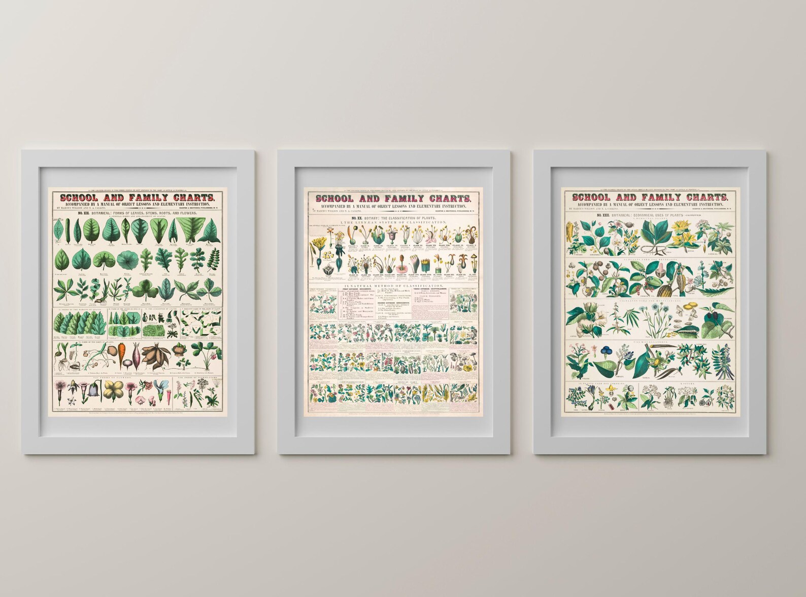 Plant Anatomy Botanical Posters Set of 3 | Botanical Wall Chart ...